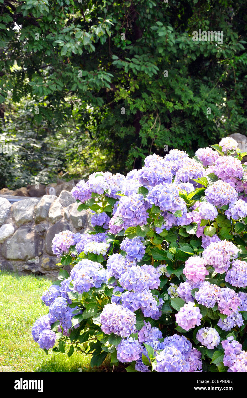 New england hydrangeas hi-res stock photography and images - Alamy