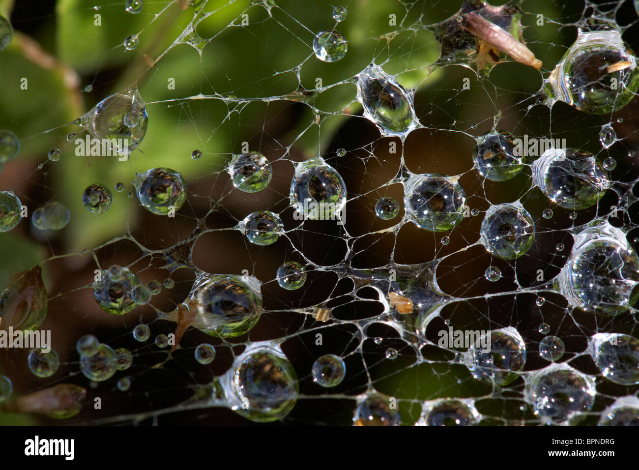 Drop net hi-res stock photography and images - Alamy