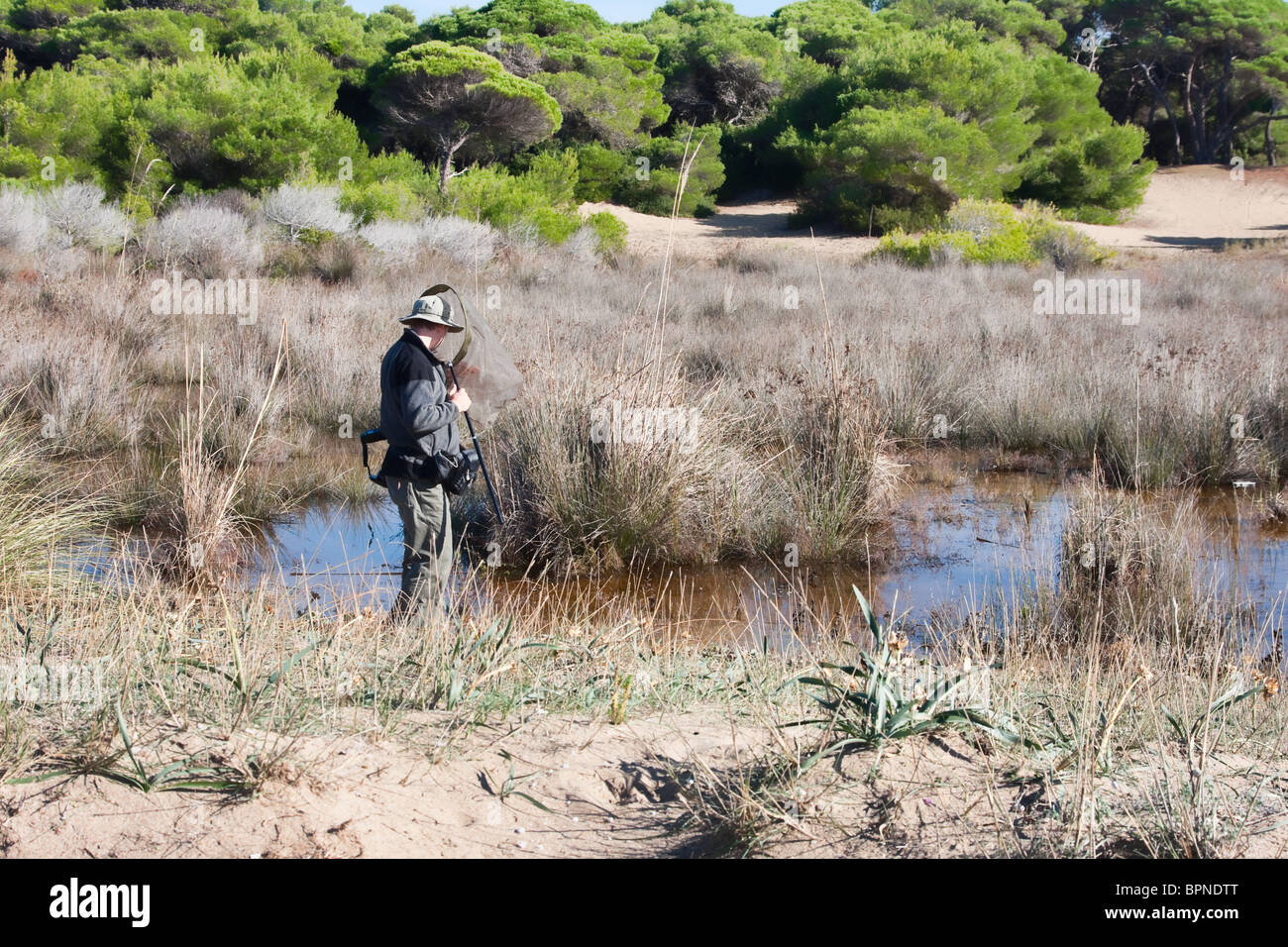 Biologist looking through a insect net at Kalogria, in Greece Stock ...