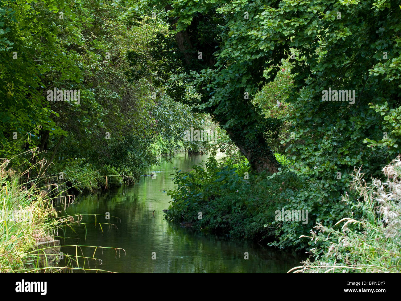River scene with trees hi-res stock photography and images - Alamy