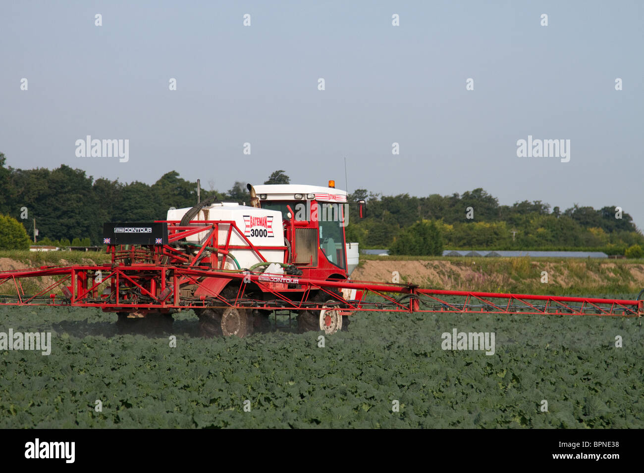 Vegetable Production. Commercial grower spraying herbicide on to Savoy ...