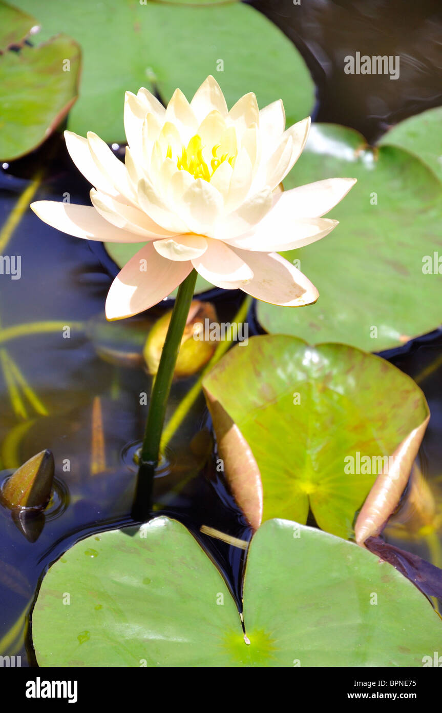 Water lily - Nymphaeaceae Stock Photo - Alamy