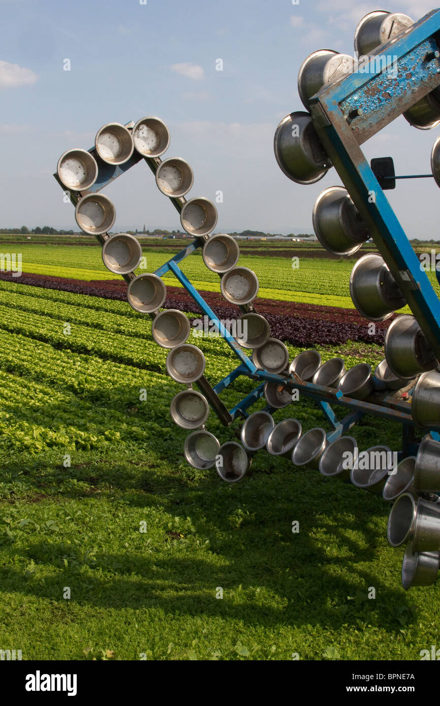 Salad rig Lettuce & Cut Vegetable Harvest. Harvatec self-propelled rigs ...