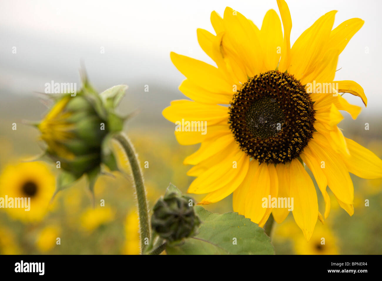 Closed sunflower in the garden hi-res stock photography and images - Alamy