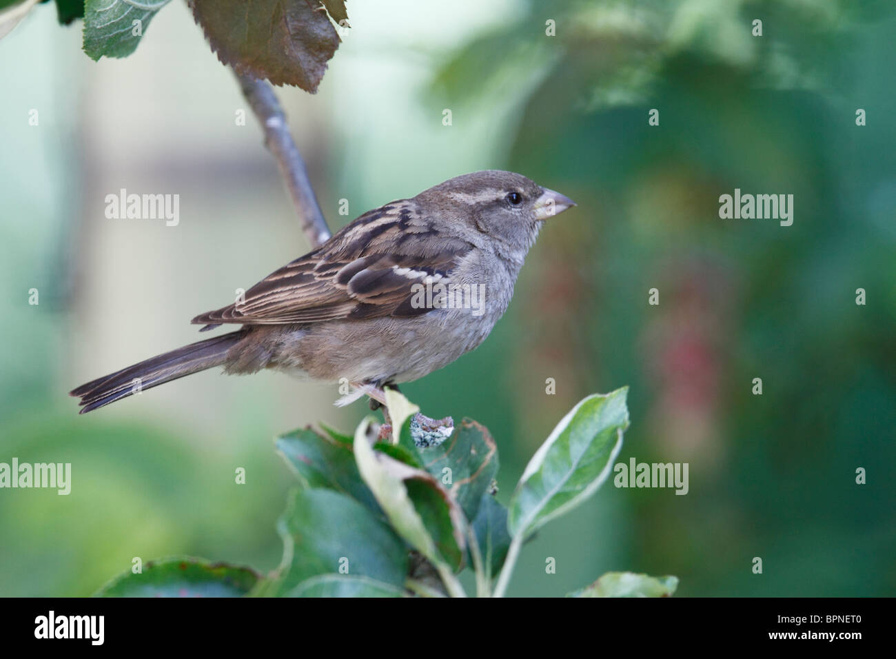 Female tree sparrow hi-res stock photography and images - Alamy