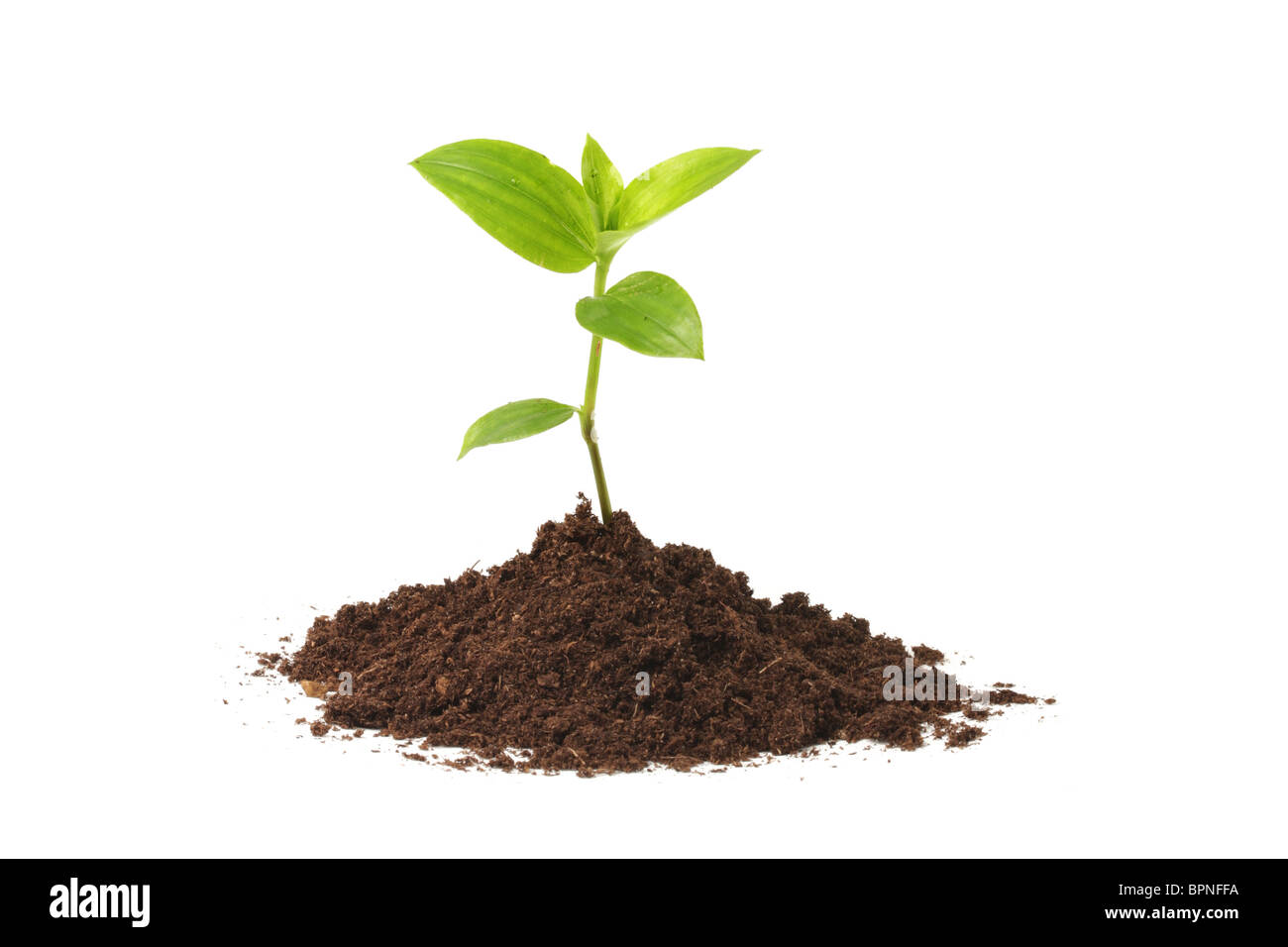 Plant birth hi-res stock photography and images - Alamy