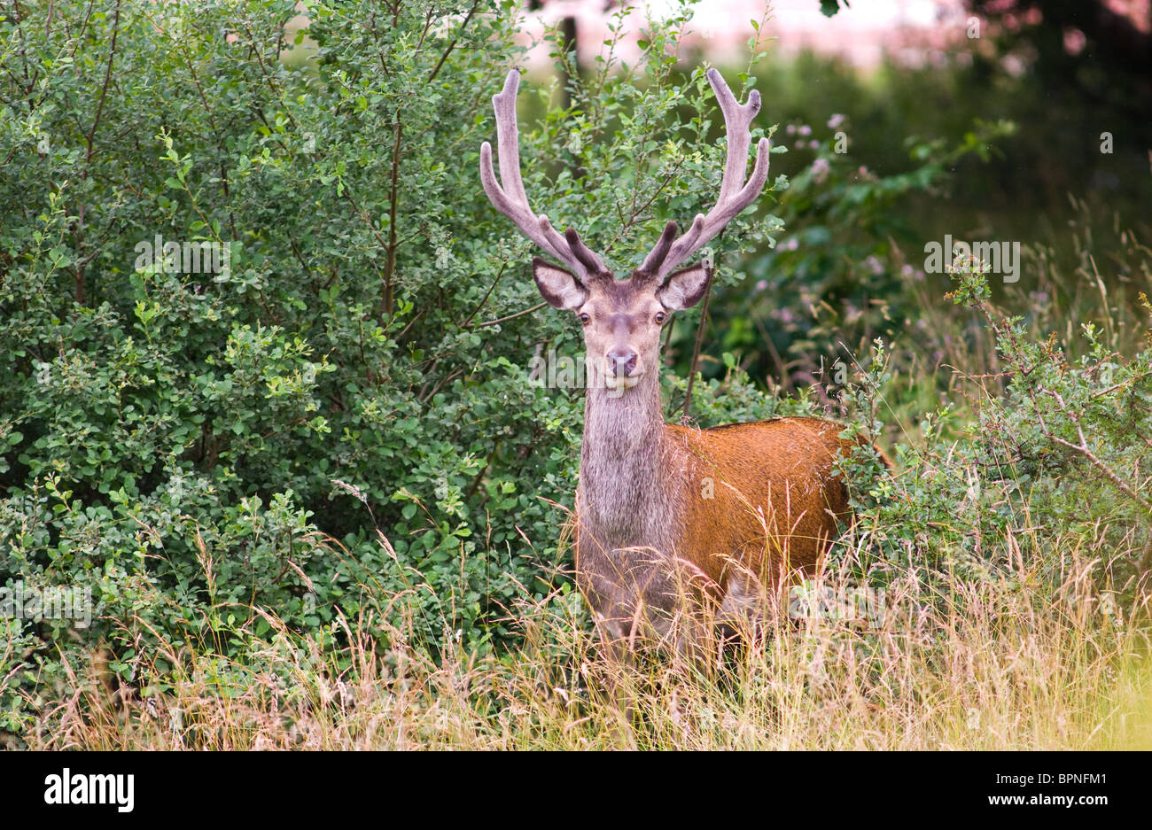 Male red deer hi-res stock photography and images - Alamy