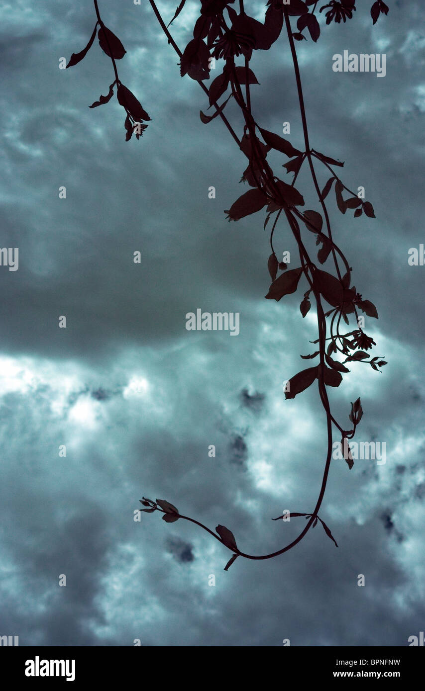 Trailing branches hi-res stock photography and images - Alamy