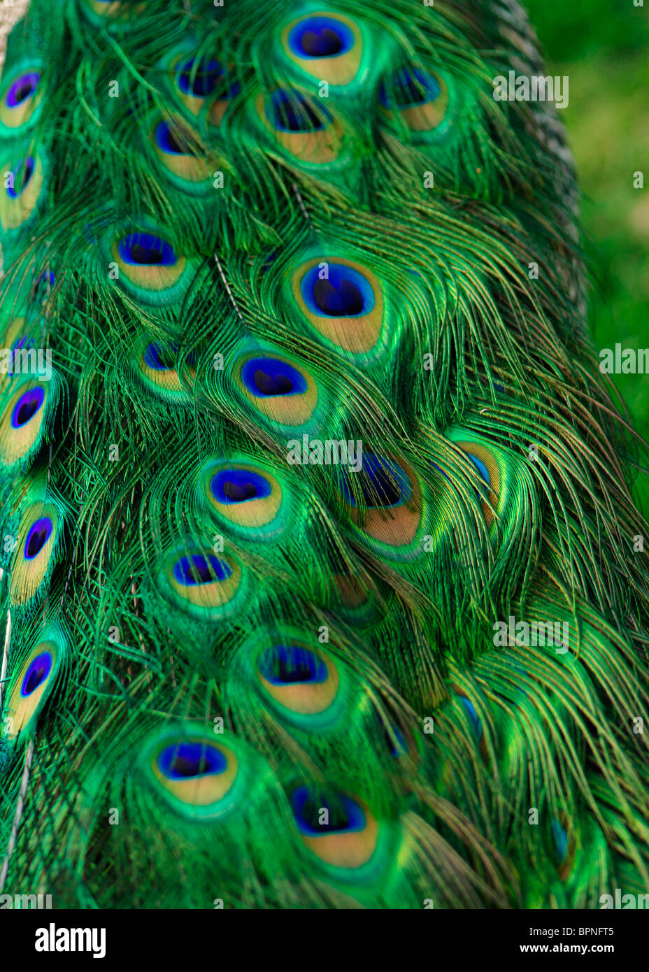 Peacock texture hi-res stock photography and images - Alamy Peacock texture hi-res stock photography and images - Alamy