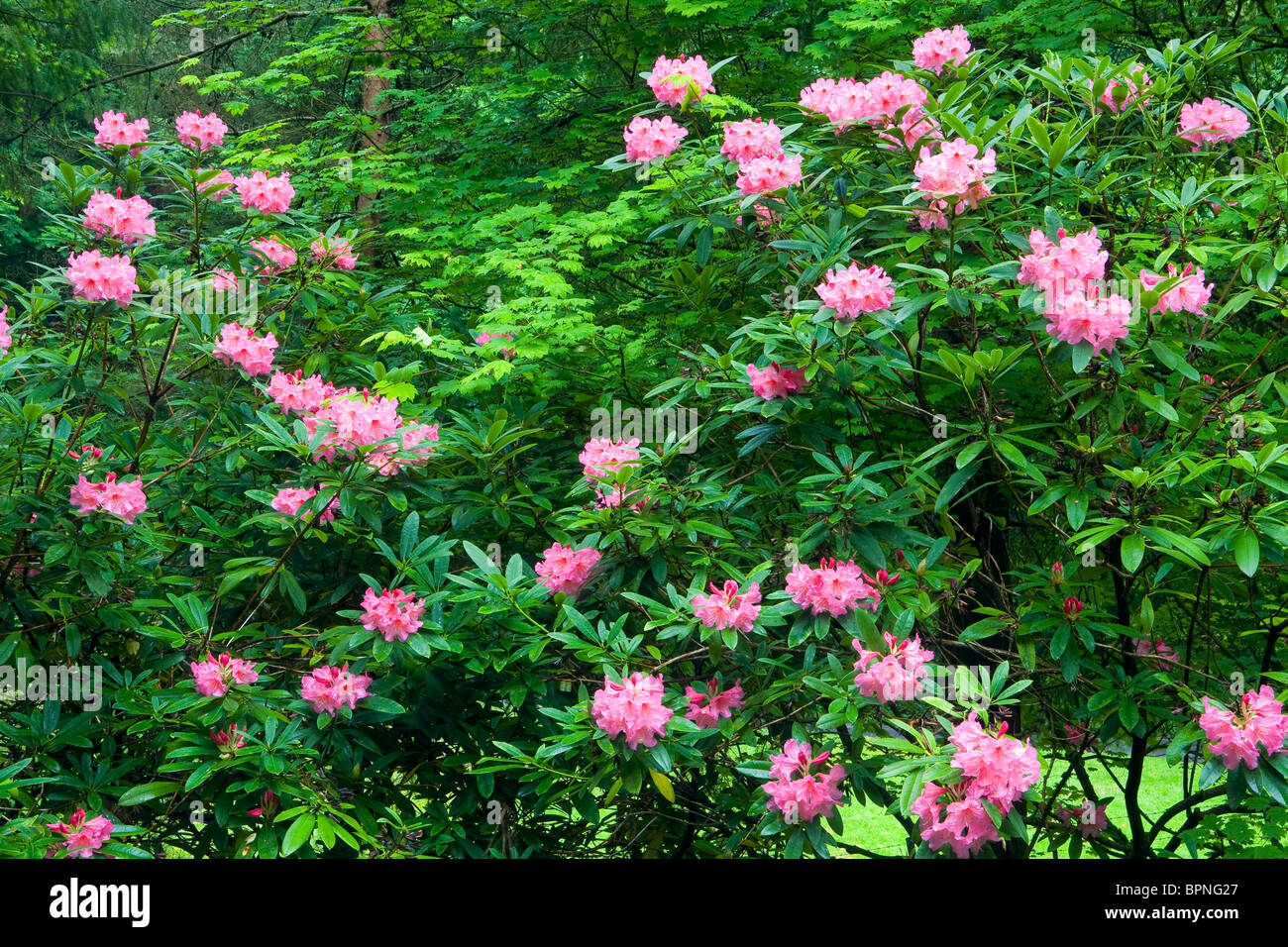 Rhododendrons in bloom in the Natural Garden of the Portland Japanese ...
