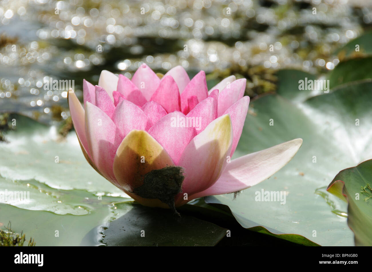 pink water lily Stock Photo - Alamy