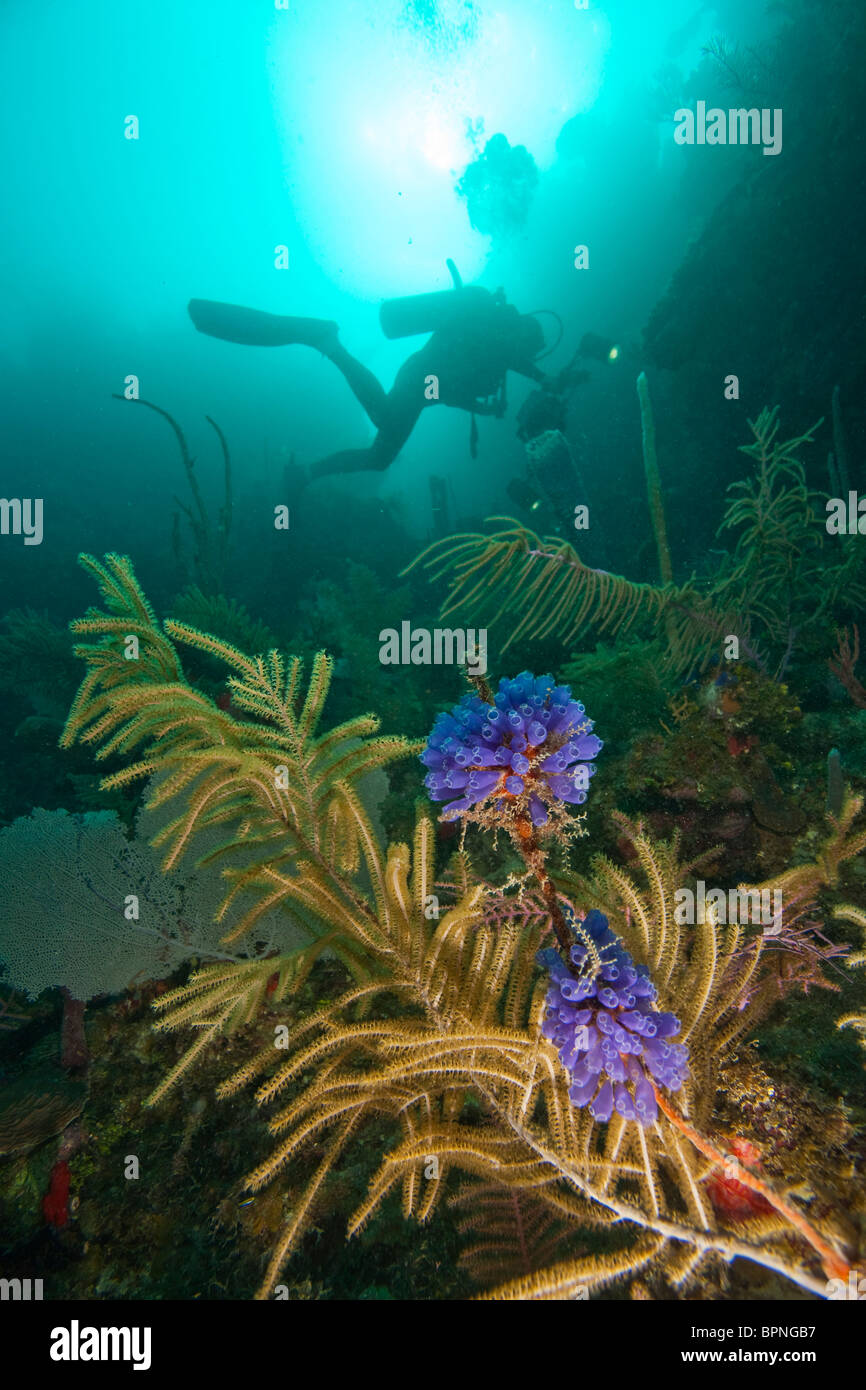 diver & Purple Painted Tunicates (Clavelina picta), Utila, Bay Islands ...
