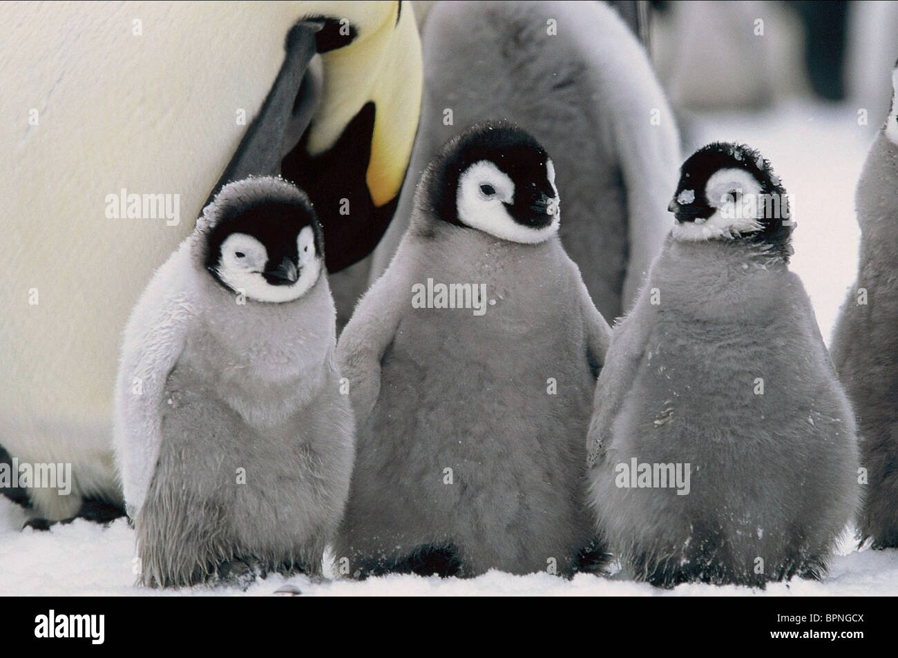 March Of The Penguins Movie High Resolution Stock Photography and ...