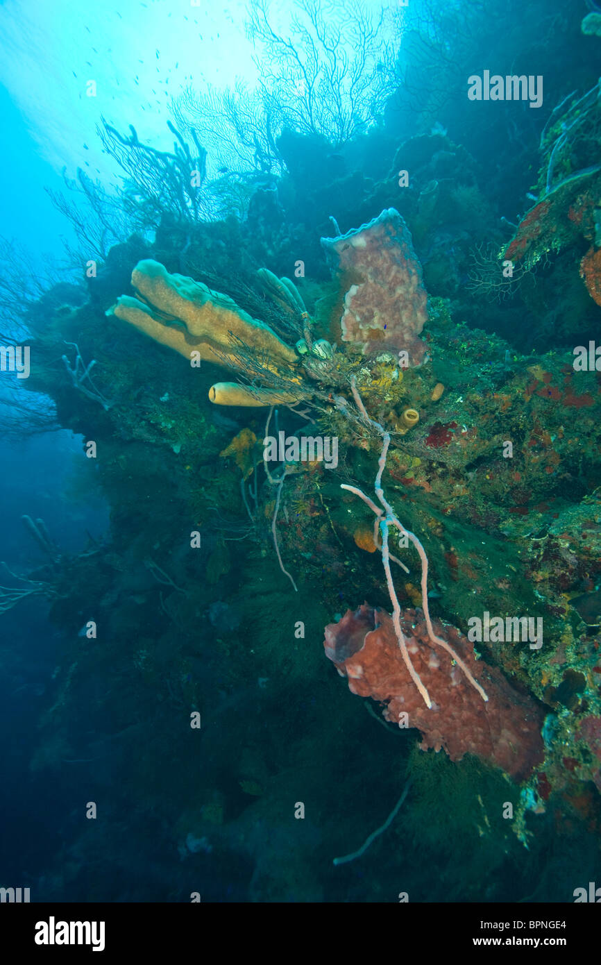 Branching vase sponge hi-res stock photography and images - Alamy