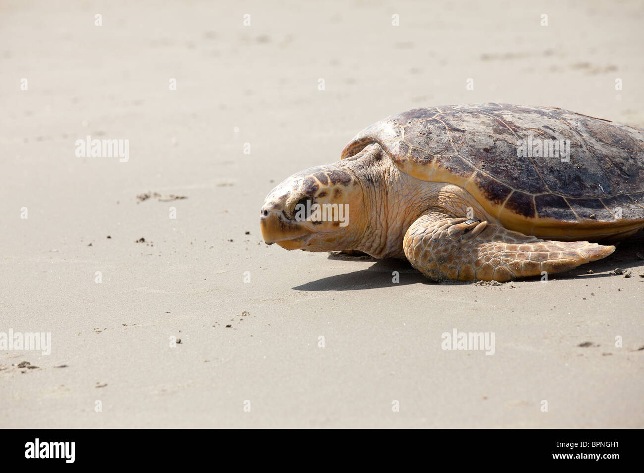 A rehabilitated loggerhead sea turtle released back to the ocean by the ...