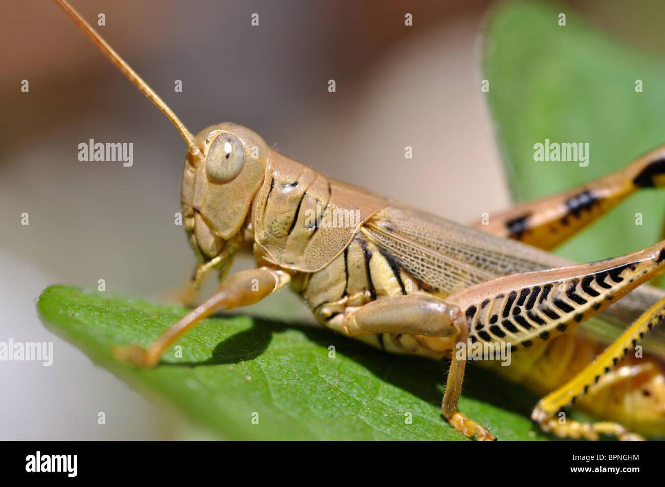 Phylum arthropods hi-res stock photography and images - Alamy
