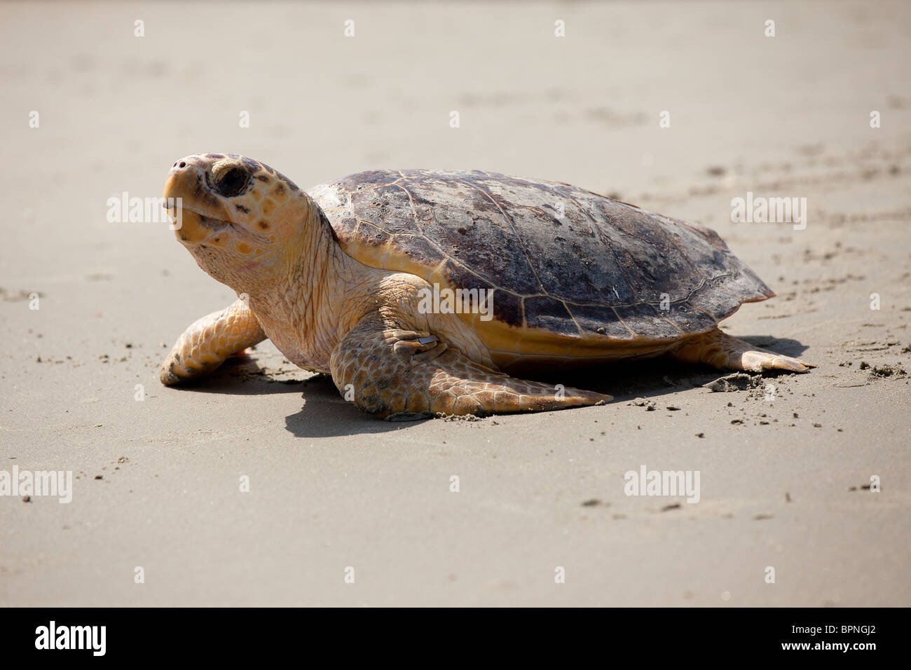 A rehabilitated loggerhead sea turtle released back to the ocean by the ...