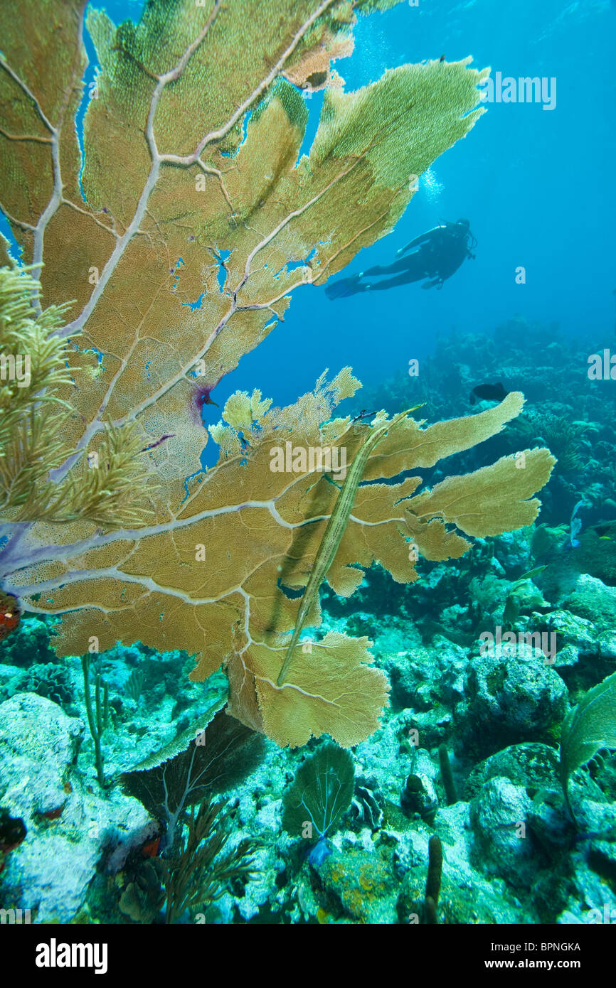male diver & Trumpetfish (Aulostomus maculatus) near Purple Sea Fan ...