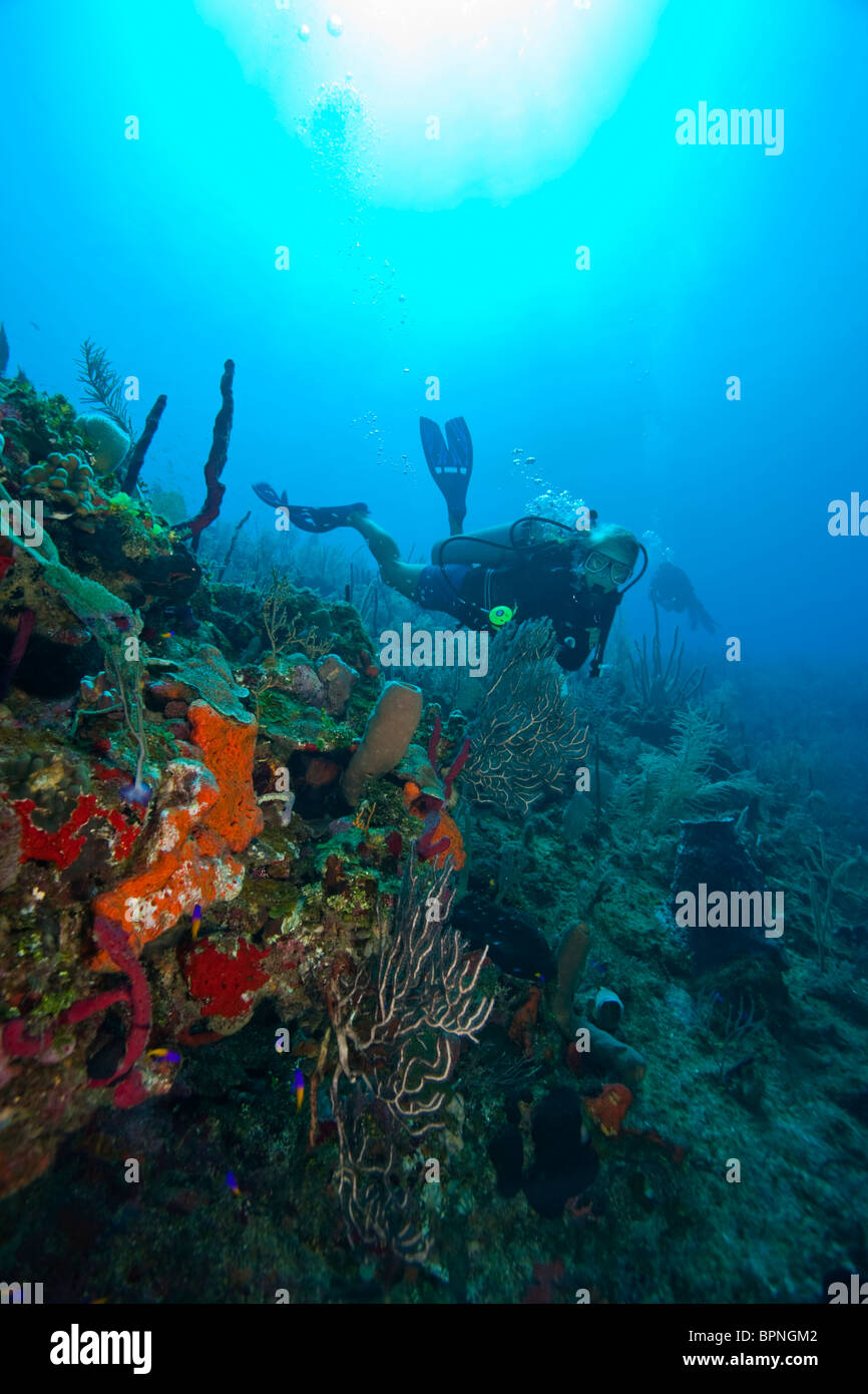 female scuba diver, North Side of Utila, Bay Islands, Honduras, Central ...