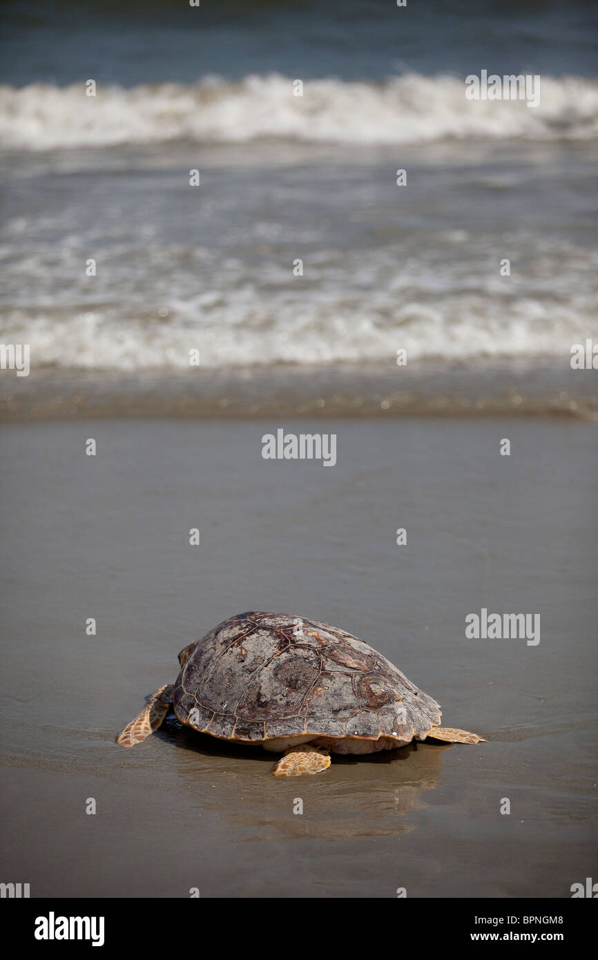 A rehabilitated loggerhead sea turtle released back to the ocean by the ...