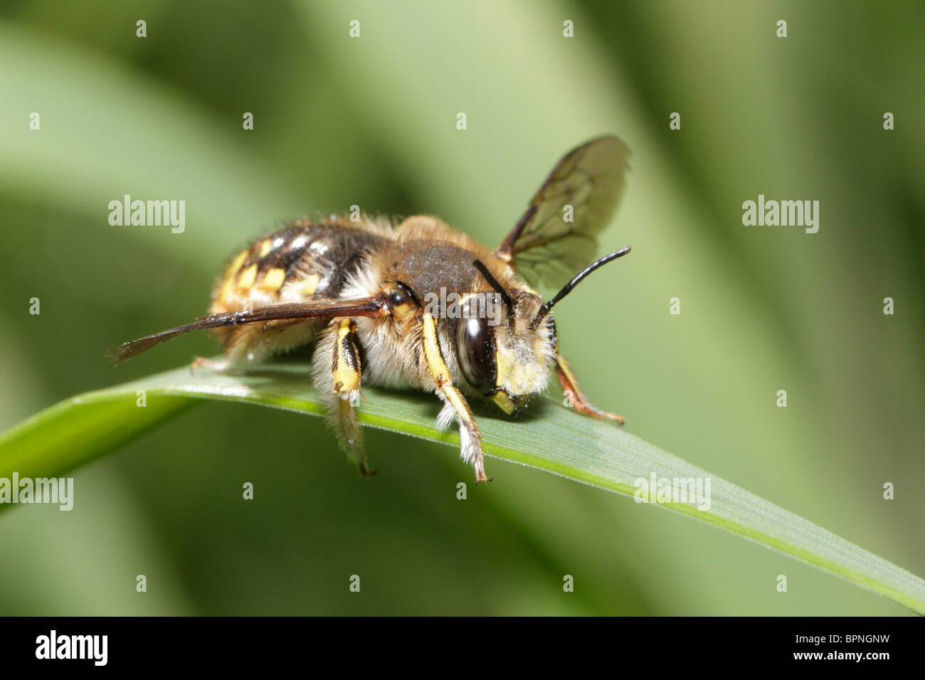 Anthidium manicatum, the European Wool Carder Bee Stock Photo - Alamy
