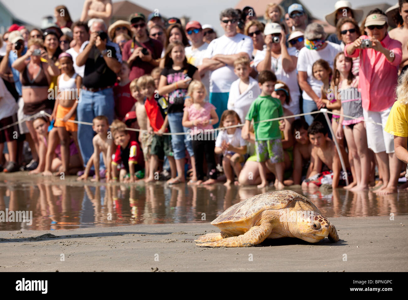 A rehabilitated loggerhead sea turtle released back to the ocean by the ...