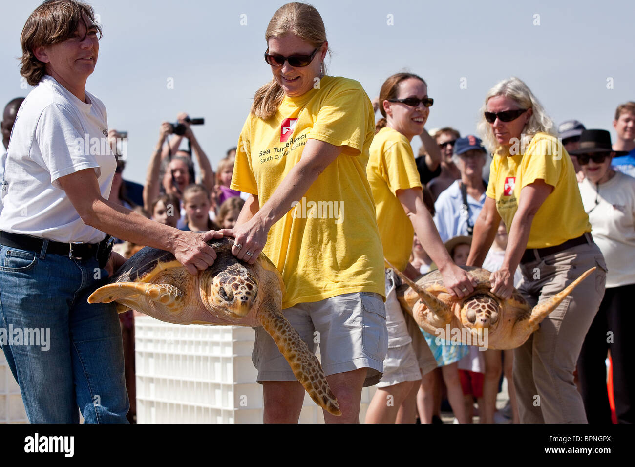 A rehabilitated loggerhead sea turtle released back to the ocean by the ...