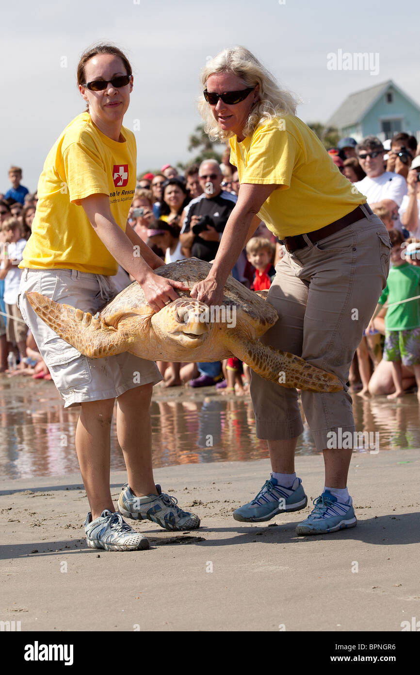 A rehabilitated loggerhead sea turtle released back to the ocean by the ...