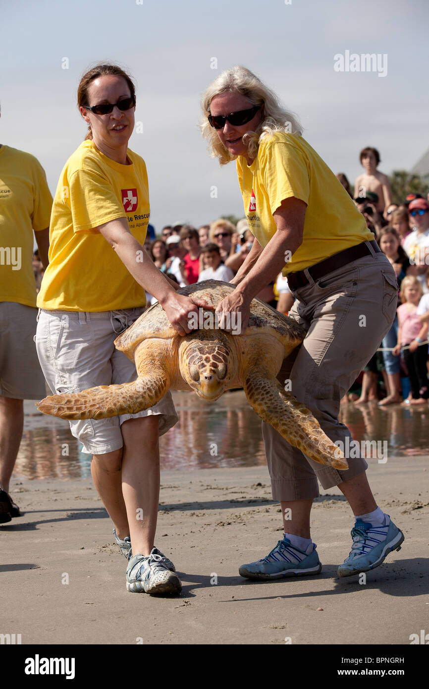A rehabilitated loggerhead sea turtle released back to the ocean by the ...