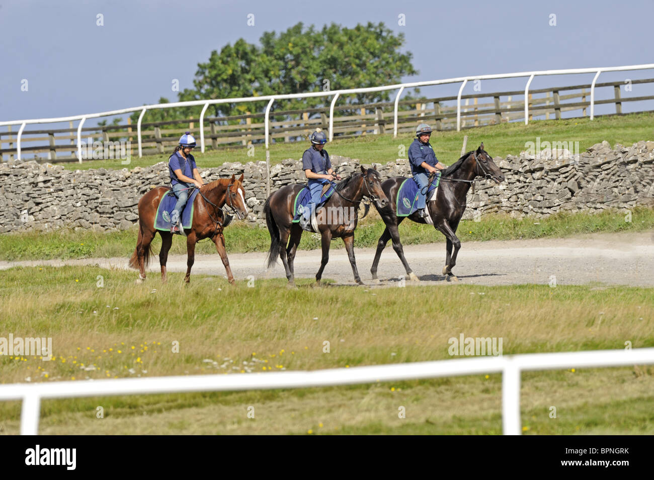 Three racehorses on morning exercise on gallops Stock Photo - Alamy