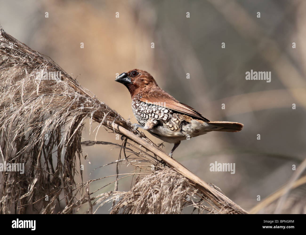 Nutmeg finch hi-res stock photography and images - Alamy