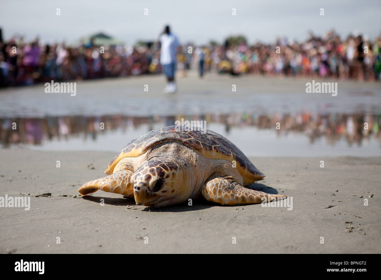 A rehabilitated loggerhead sea turtle released back to the ocean by the ...