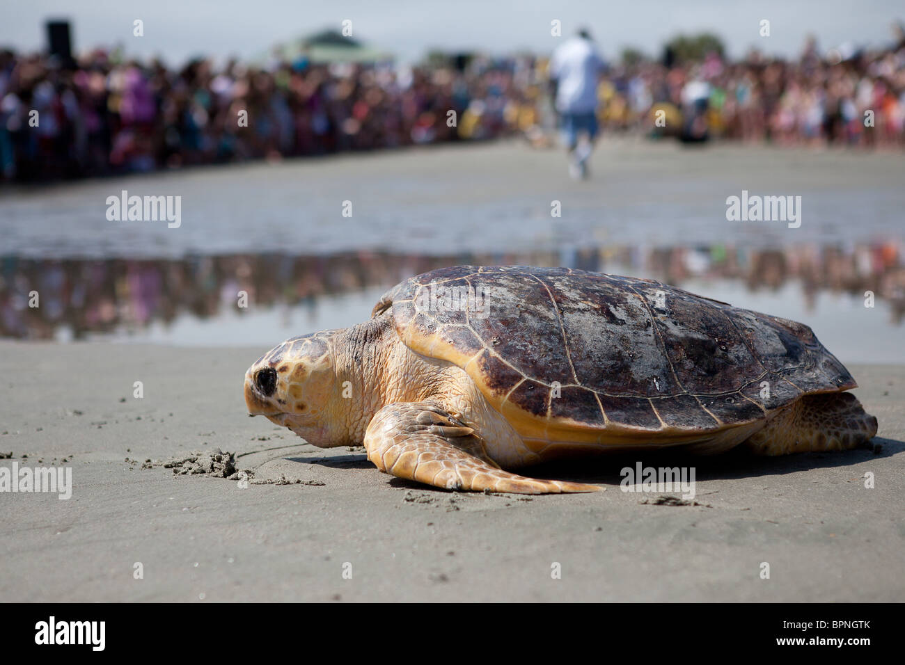 A rehabilitated loggerhead sea turtle released back to the ocean by the ...