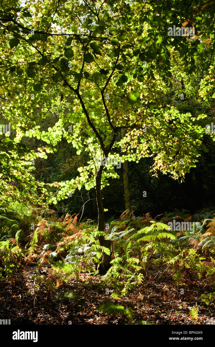 Light catching tree in wooded area Stock Photo - Alamy