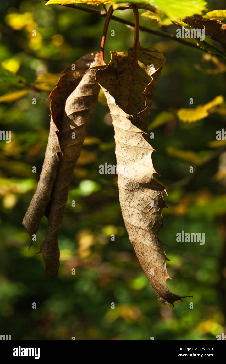 Decaying leaves hi-res stock photography and images - Alamy