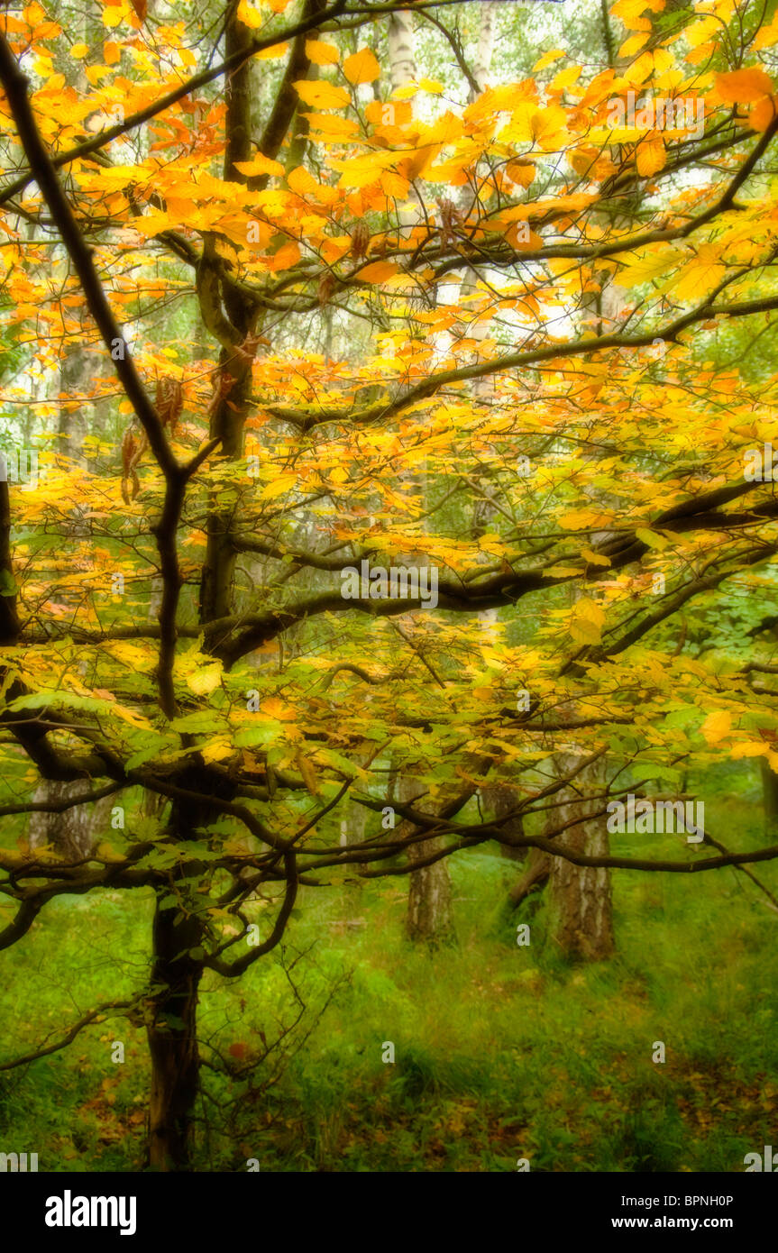 Golden hues autumn in trees hi-res stock photography and images - Alamy