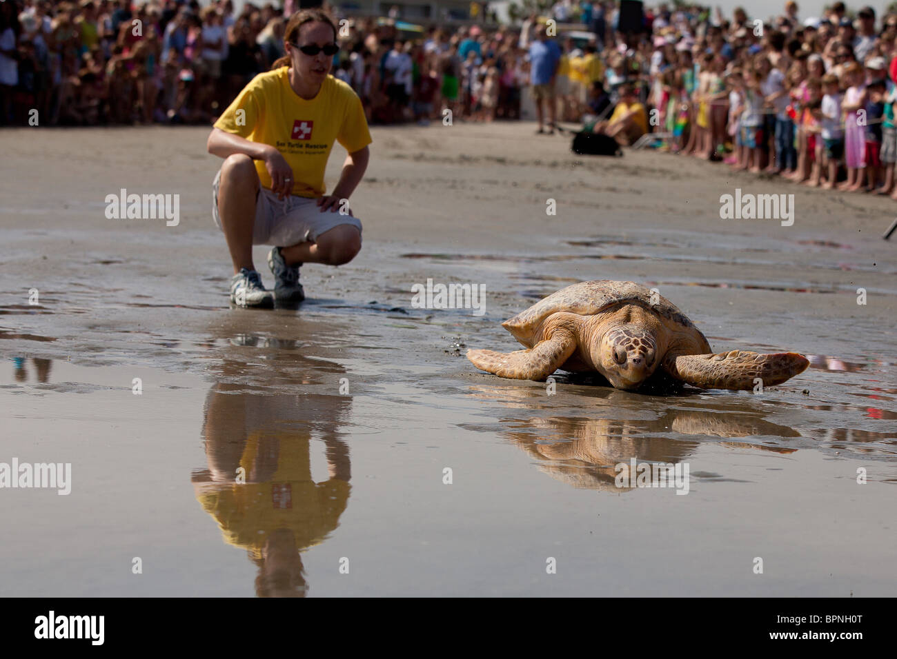 A rehabilitated loggerhead sea turtle released back to the ocean by the ...