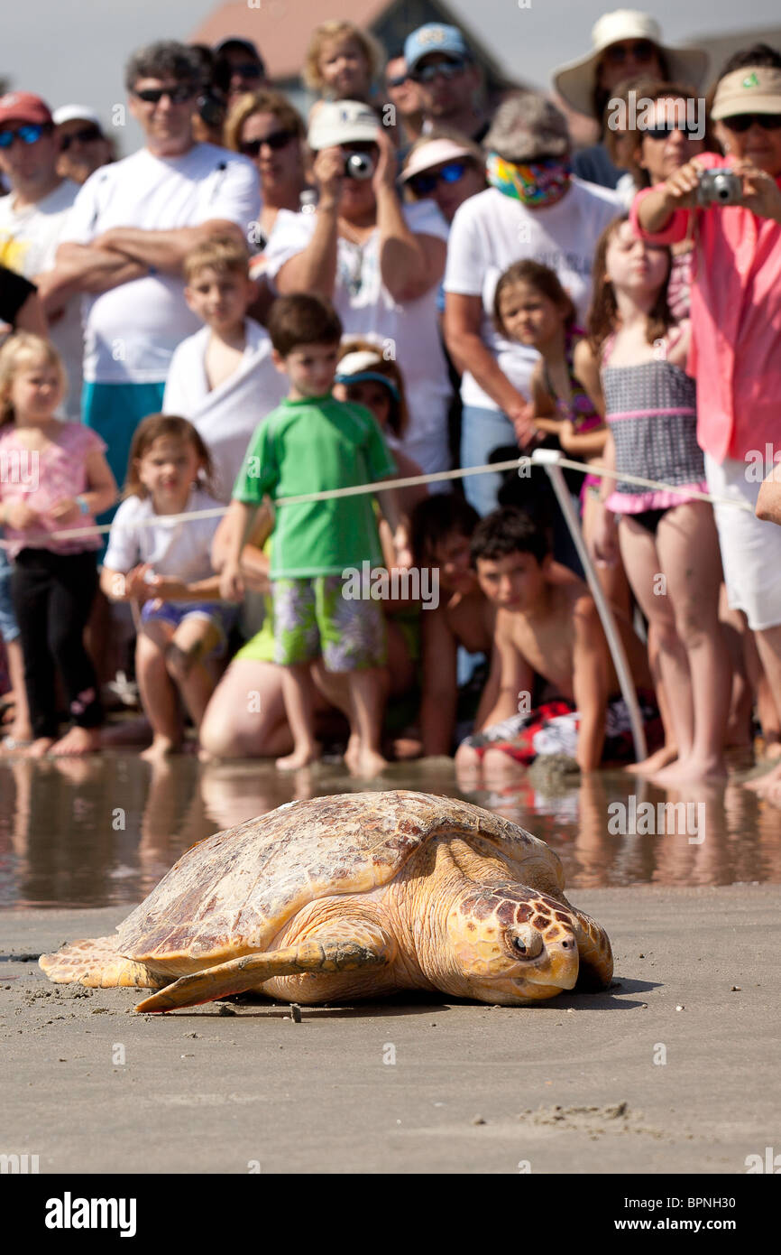 A rehabilitated loggerhead sea turtle released back to the ocean by the ...