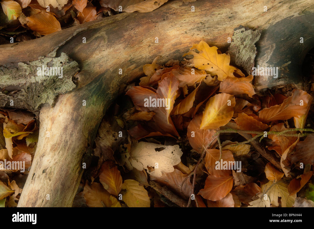 Tree Bark on ground surrounded by Autumnal Leaves Stock Photo - Alamy