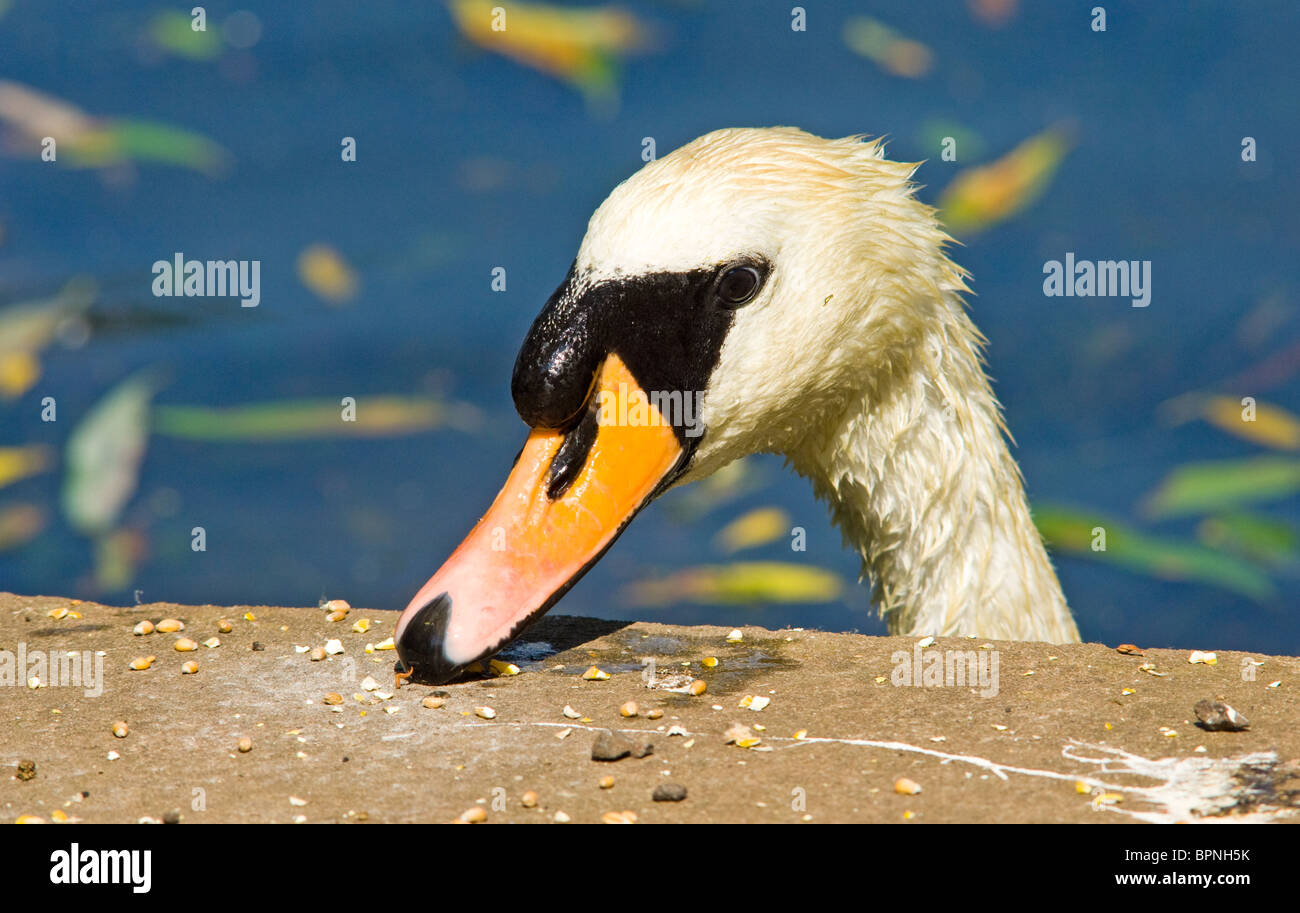 Swan feeding hi-res stock photography and images - Alamy