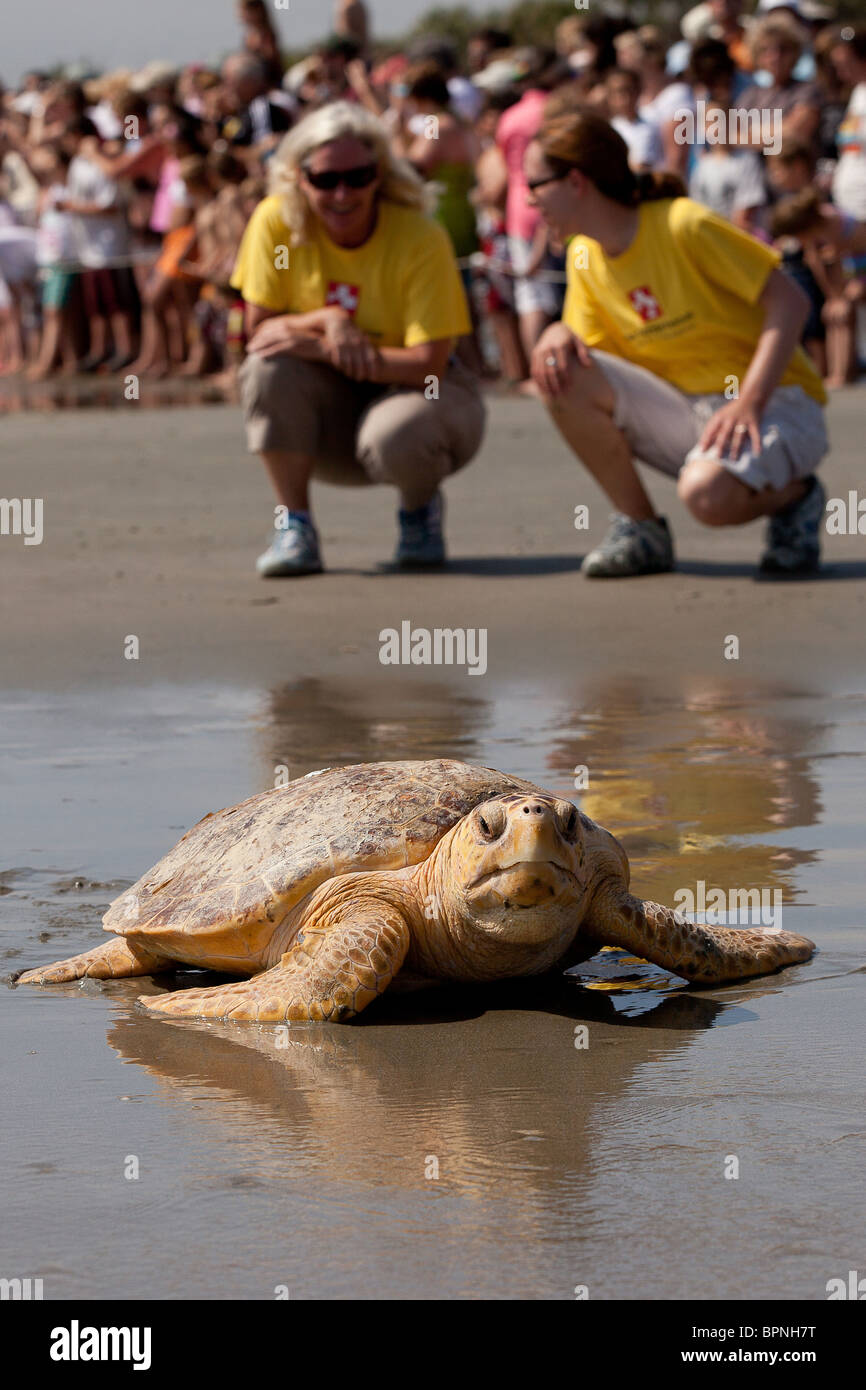 A rehabilitated loggerhead sea turtle released back to the ocean by the ...