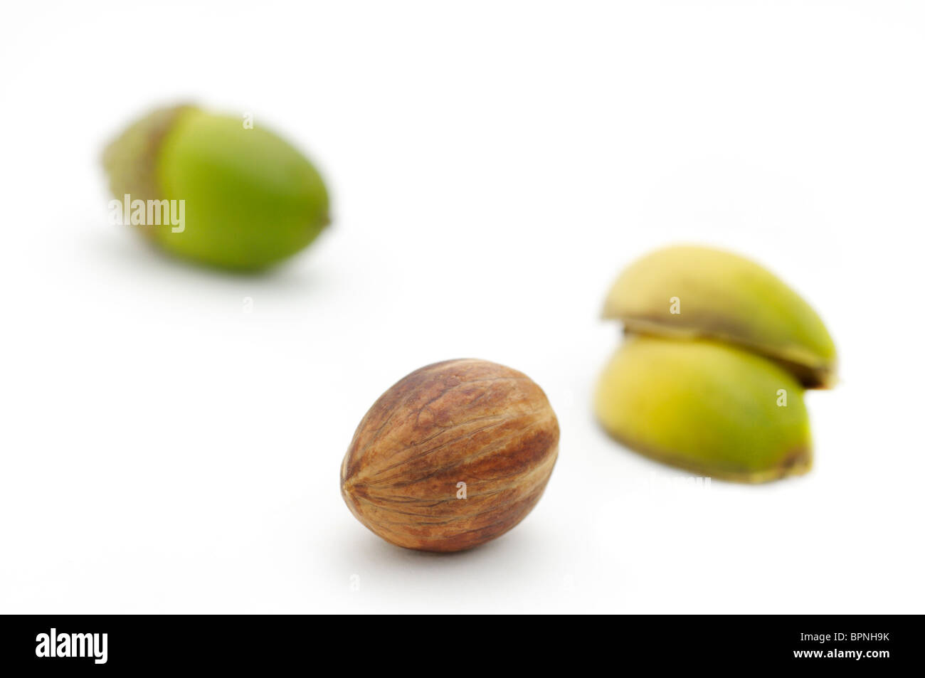 Acorns from chestnut oak, Quercus prinus or Quercus montana. One of the ...