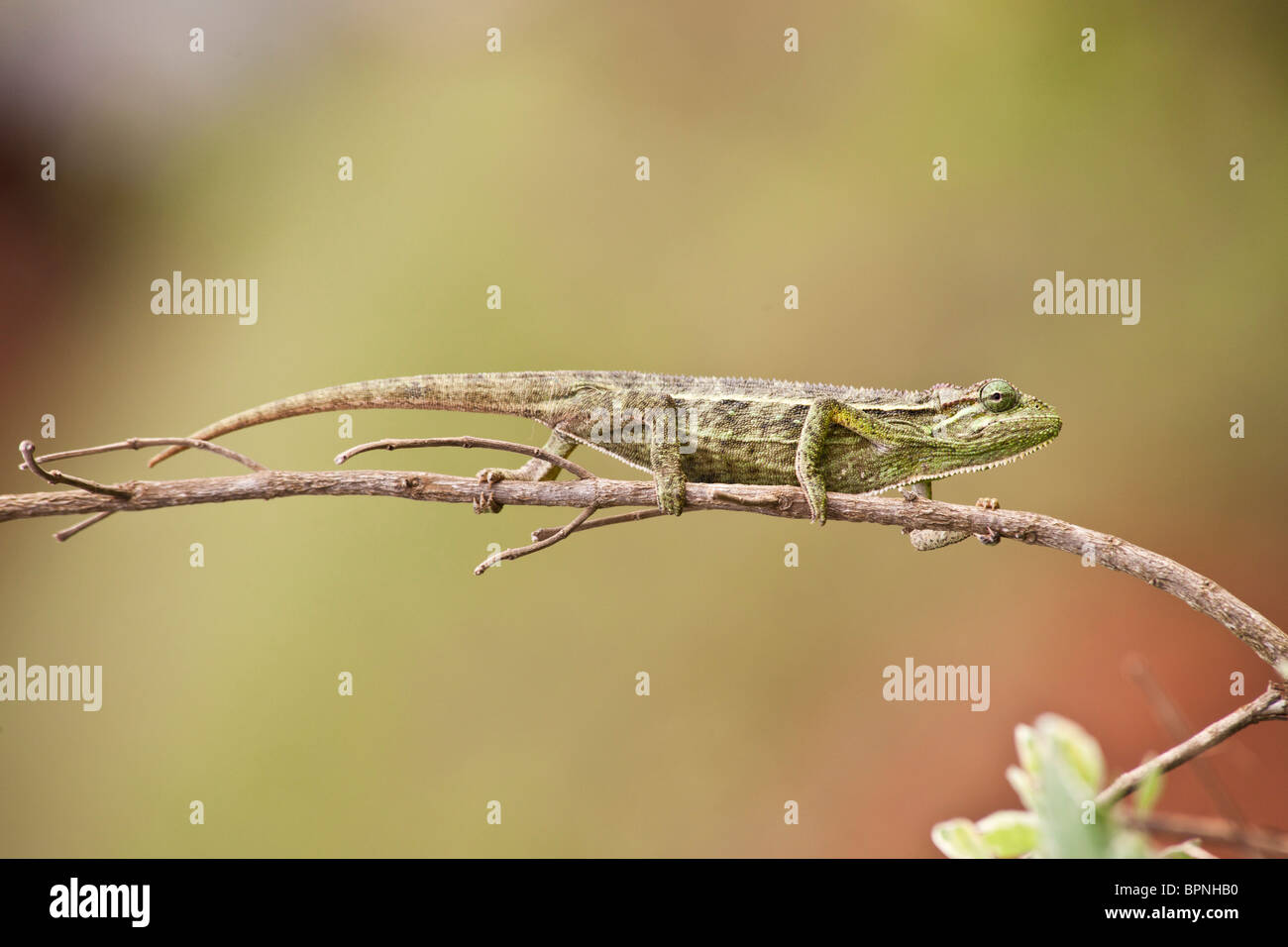 Chameleon looking at you Stock Photo - Alamy