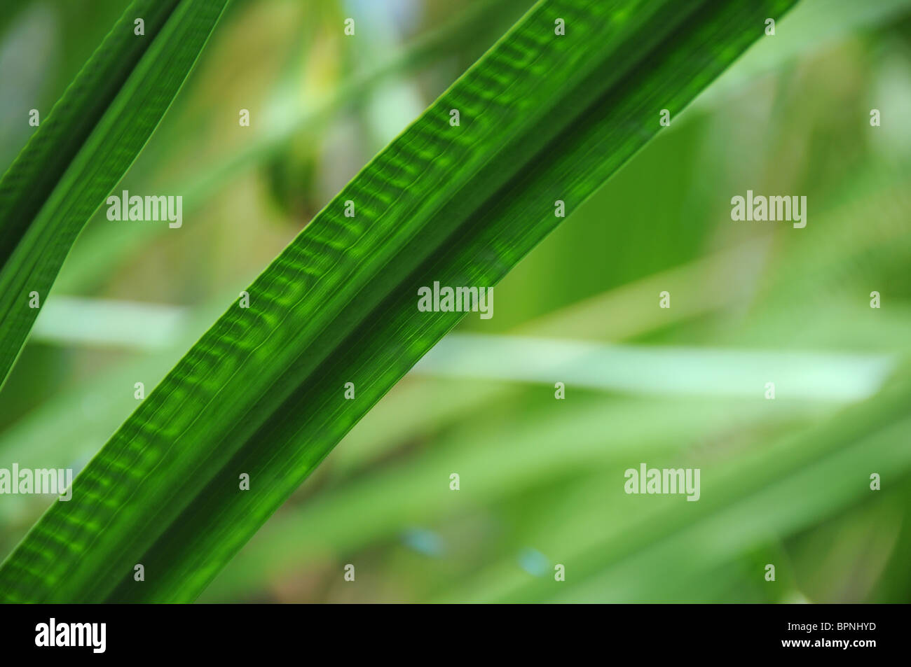 Wrinkled Iris leaf Stock Photo - Alamy