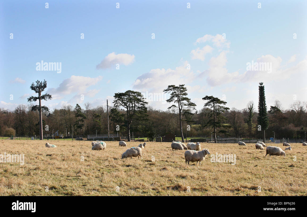 Disguised mobile phone masts hi-res stock photography and images - Alamy