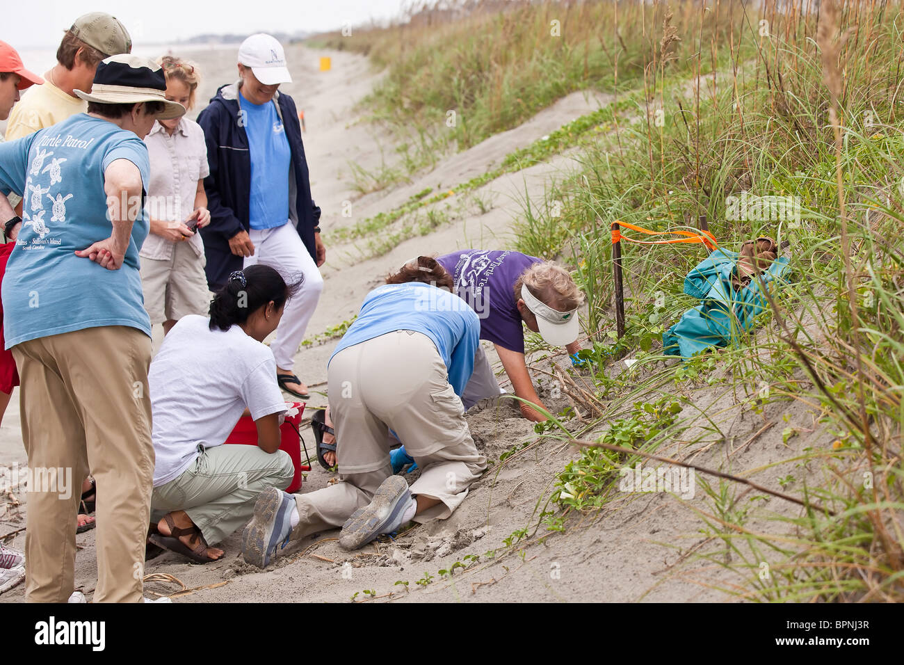 Volunteer members of the "turtle patrol" rescue loggerhead turtle hatchlings from a nest along ...