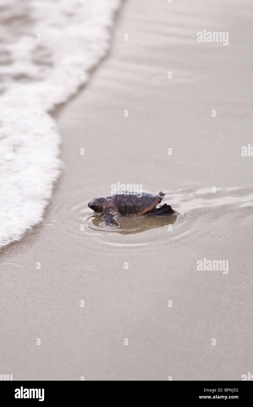 Loggerhead turtle hatchling crawls to the Atlantic ocean on the Isle of ...
