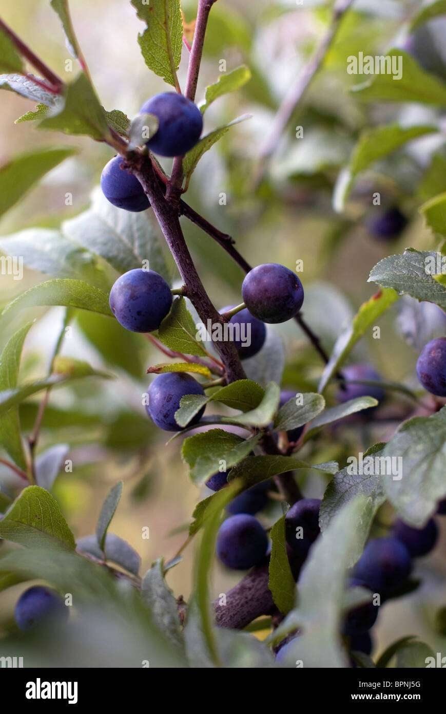 sloes (prunus spinosa) growing on blackthorn bush Stock Photo - Alamy