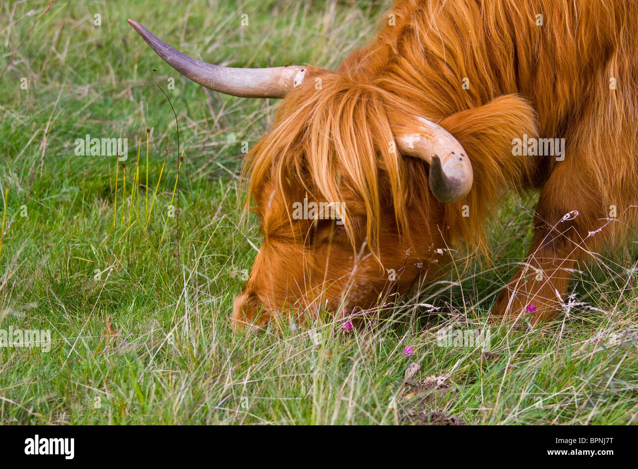 Grazing highland cattle hi-res stock photography and images - Alamy