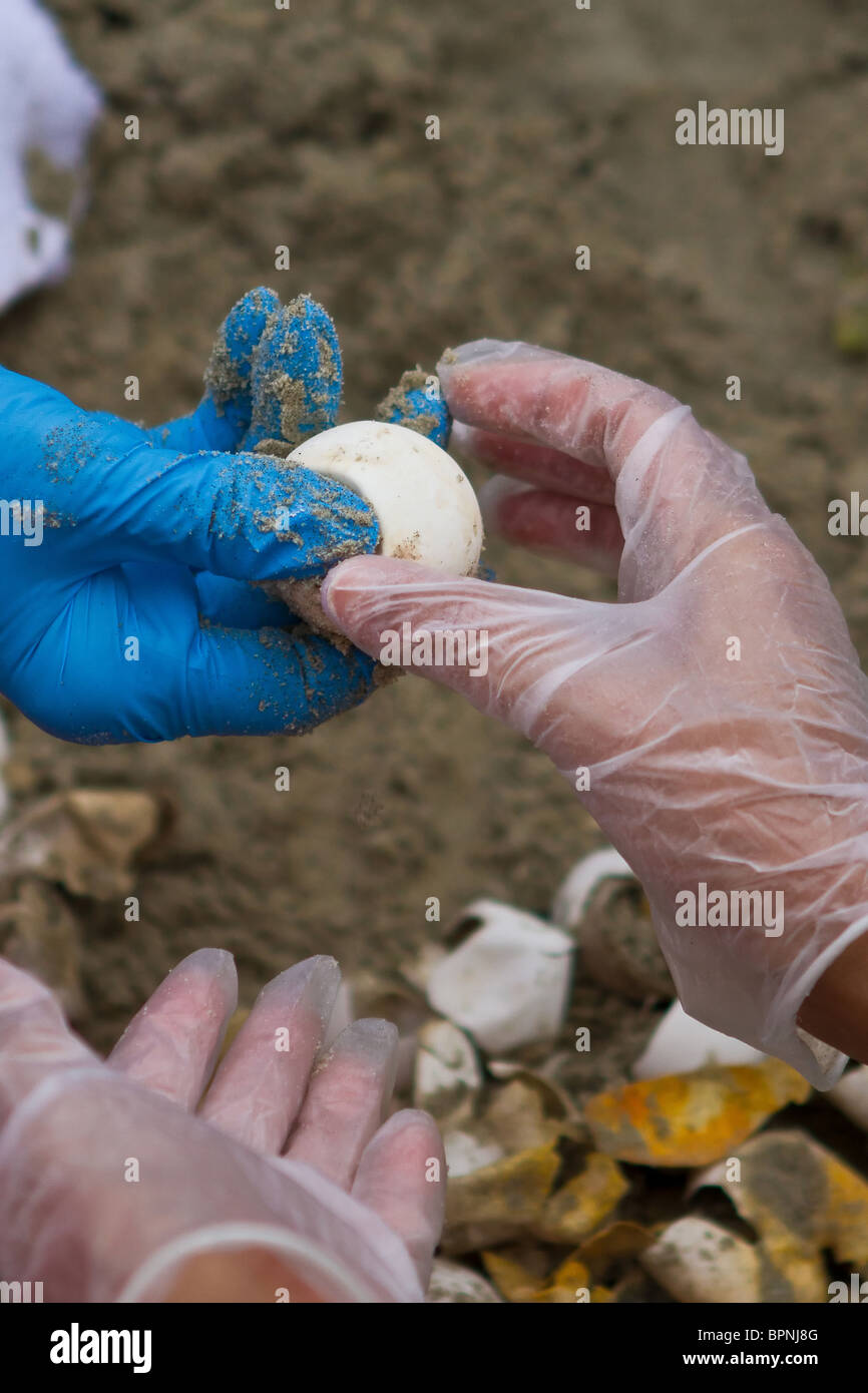 A turtle patrol volunteer examines unhatched loggerhead turtle eggs on ...